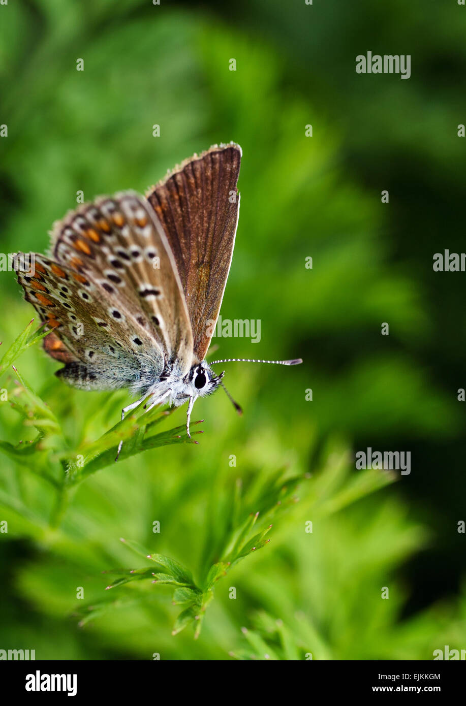 Multi color butterfly hi-res stock photography and images - Alamy
