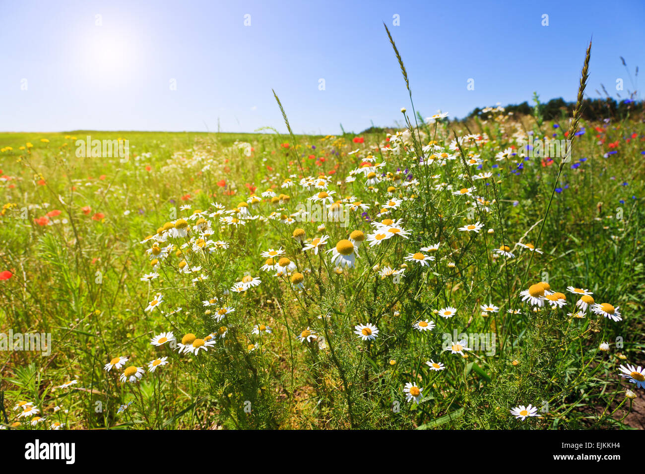 Summer field hi-res stock photography and images - Alamy