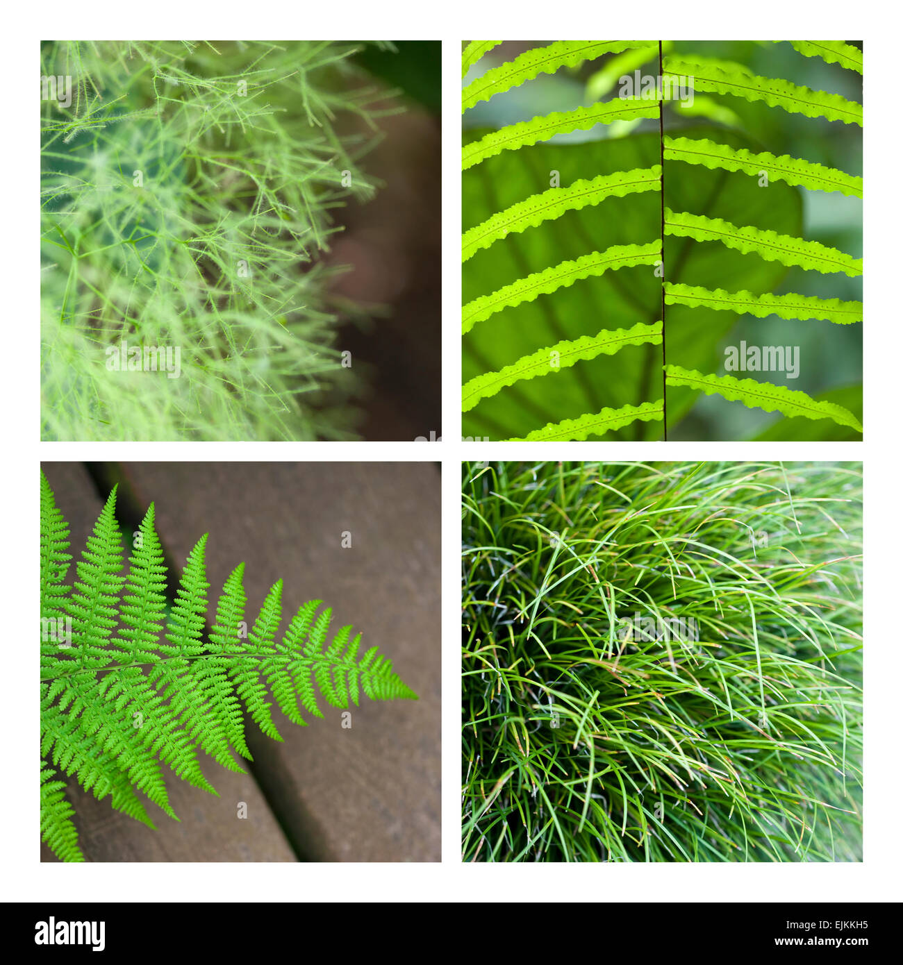 Fern detail Cut Out Stock Images & Pictures - Alamy