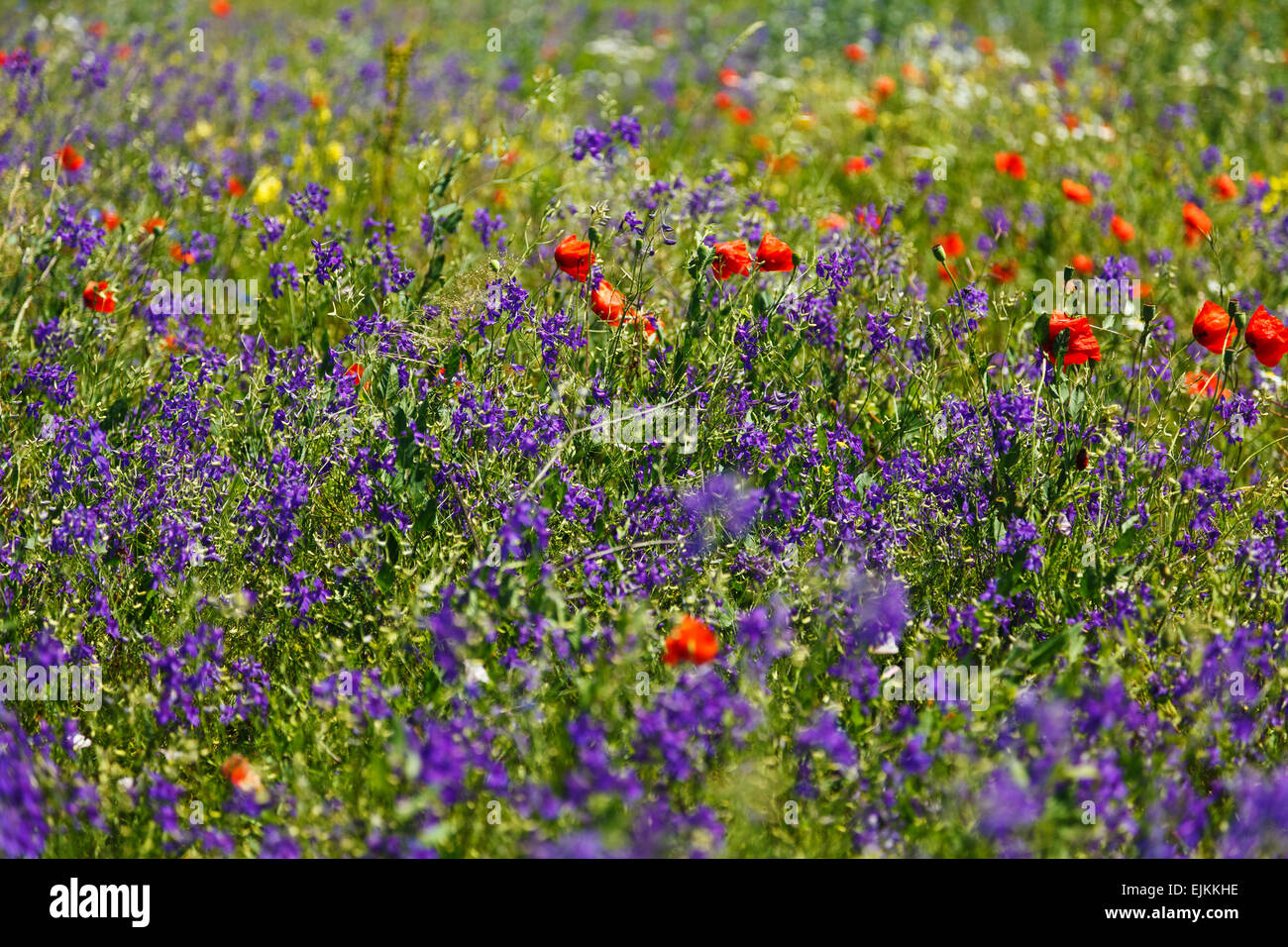 Summer locations hi-res stock photography and images - Alamy