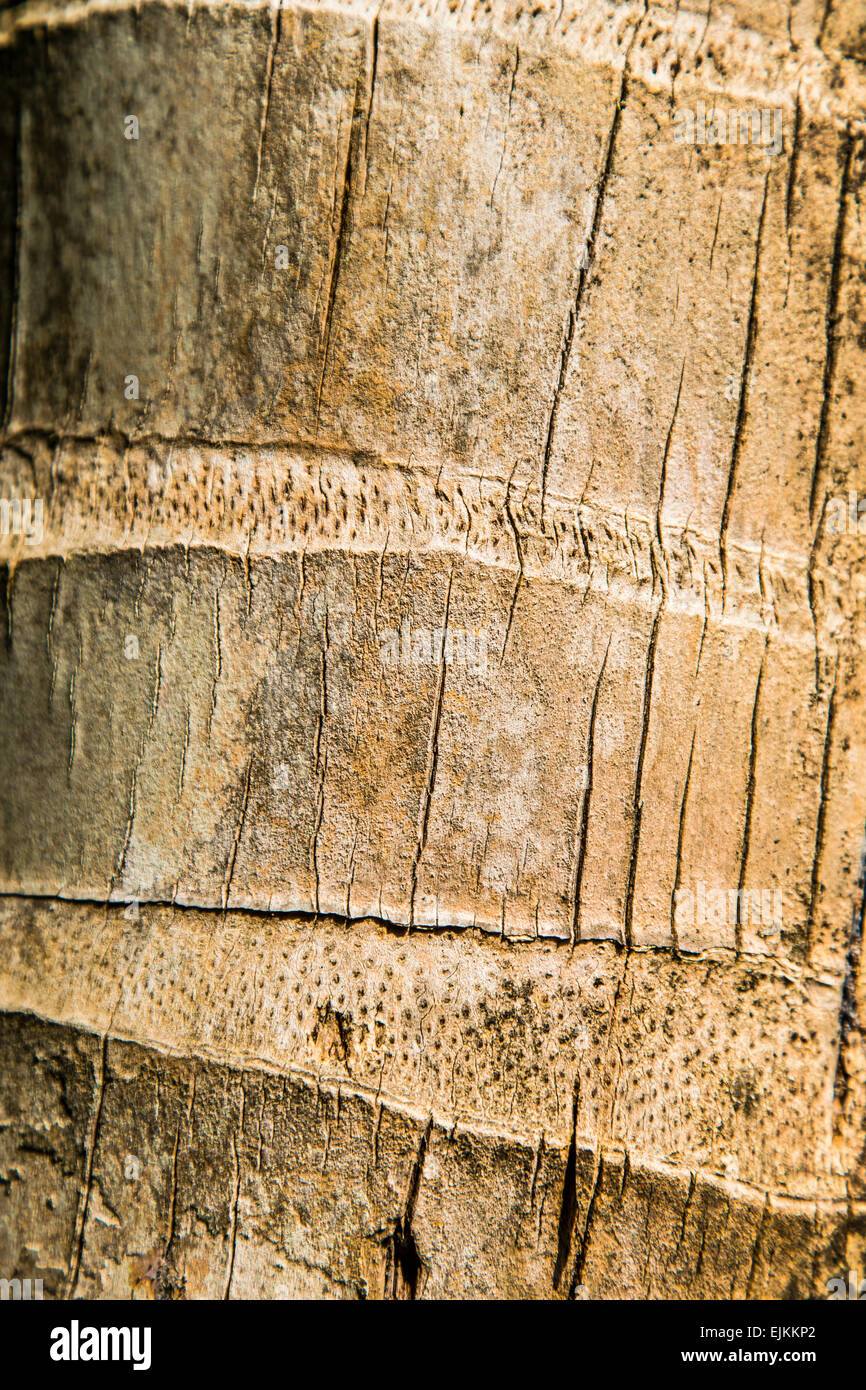 A close up of a palm tree trunk Stock Photo - Alamy