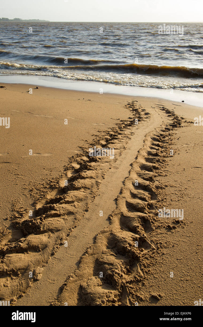 Tracks beach hi-res stock photography and images - Alamy