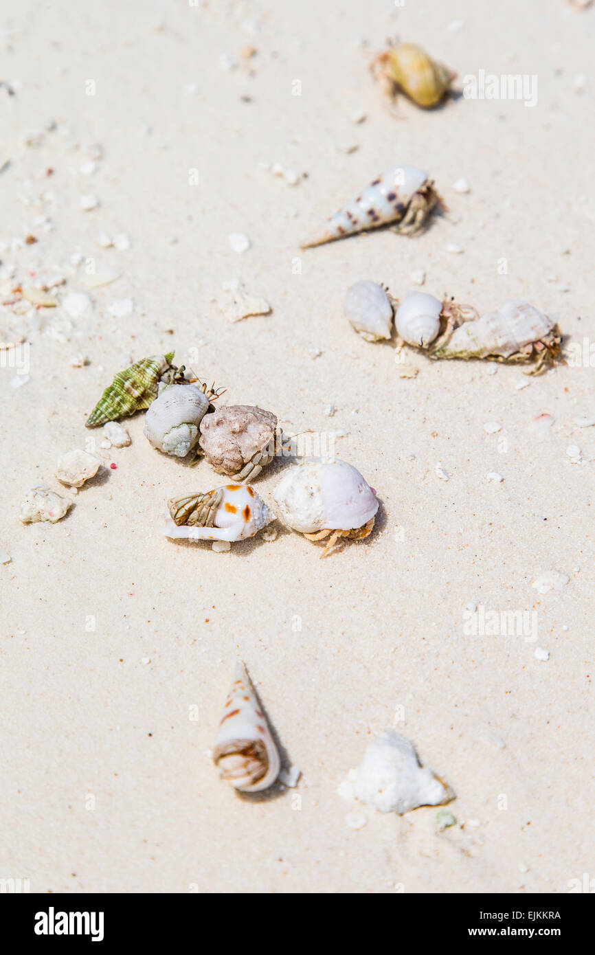 A collection of Hermit Crabs on the beach on the island of Makunudu in ...