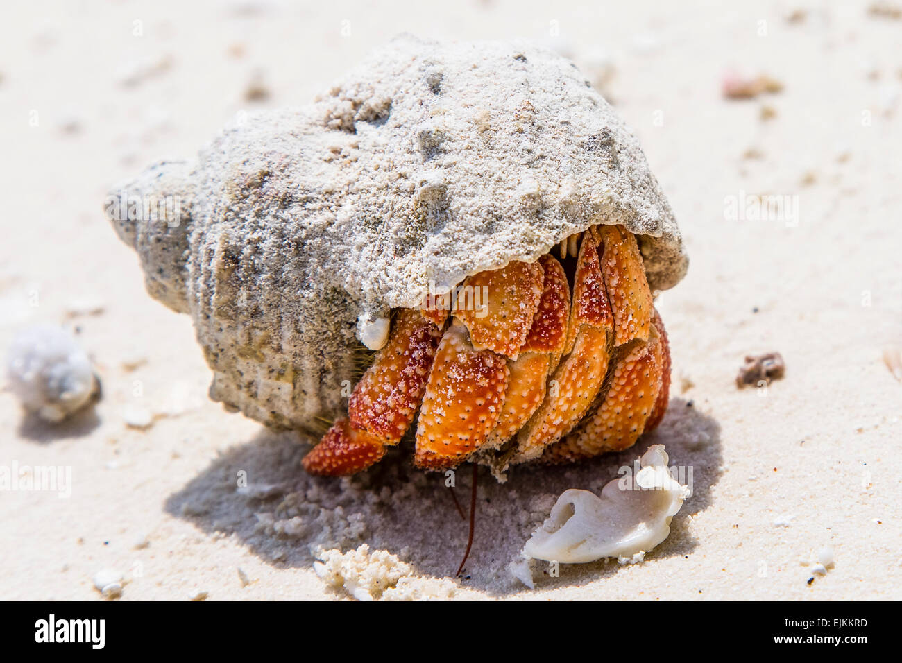 A hermit crab just about to come out of it's shell on the beach on the ...
