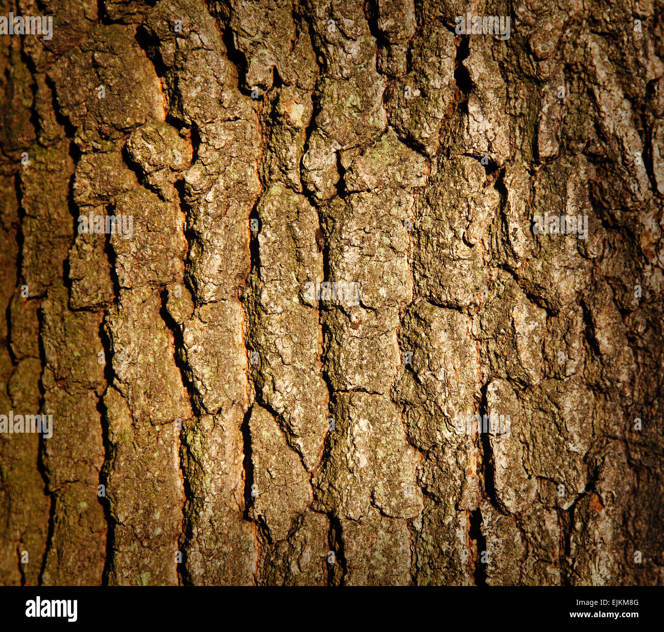 Tree trunk brown hi-res stock photography and images - Alamy