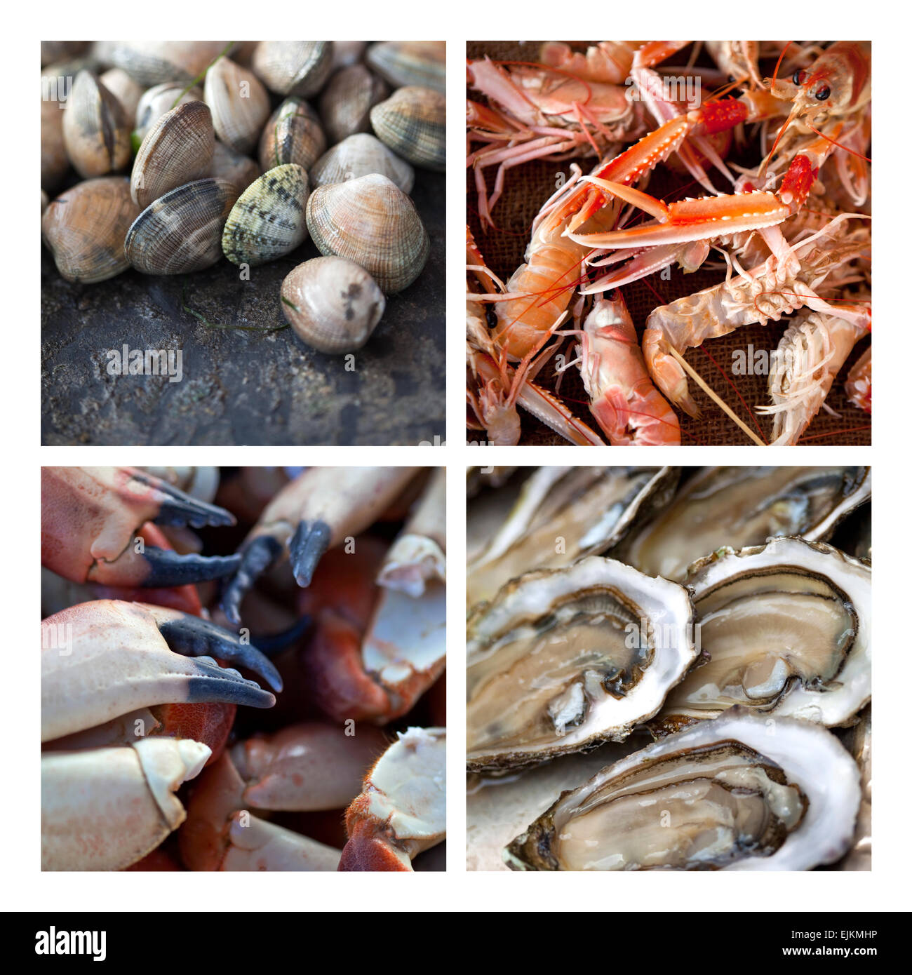Various shells and crustaceans on a collage Stock Photo - Alamy