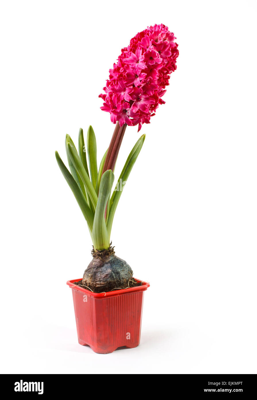 Flower growing stages in pot hi-res stock photography and images - Alamy