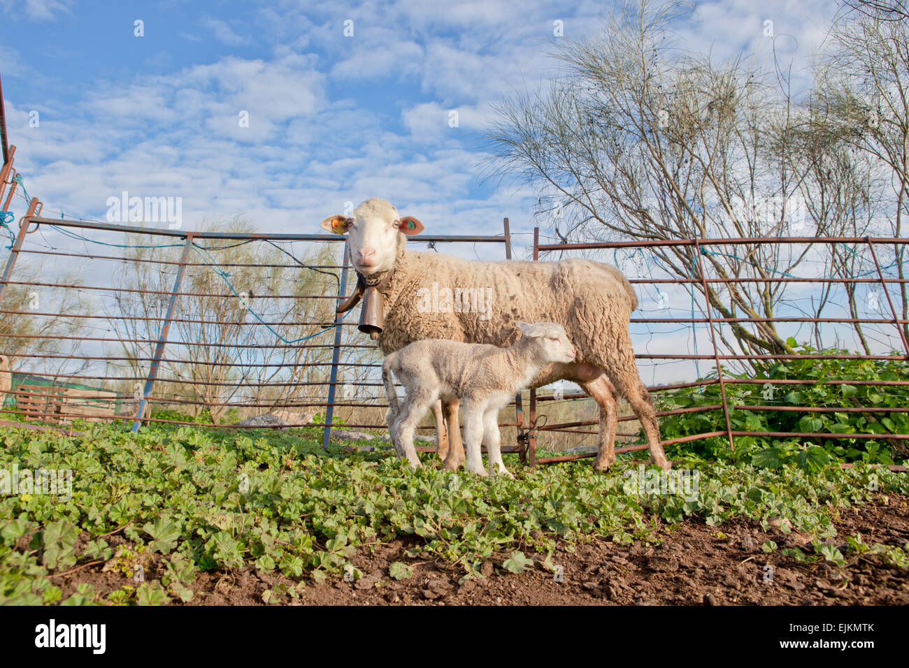 Mother sheep new born lamb hi-res stock photography and images - Alamy
