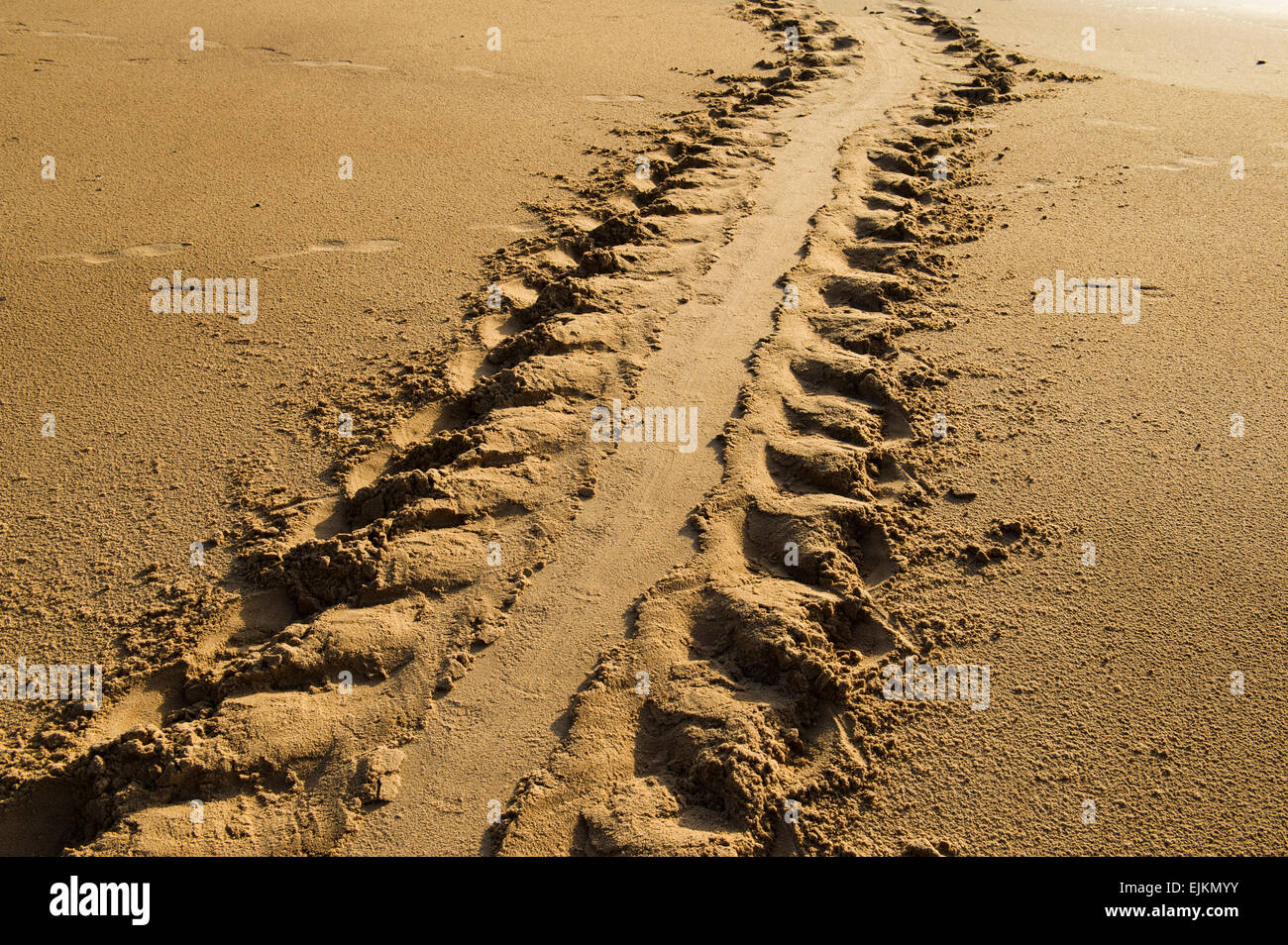 Snapping Turtle Tracks