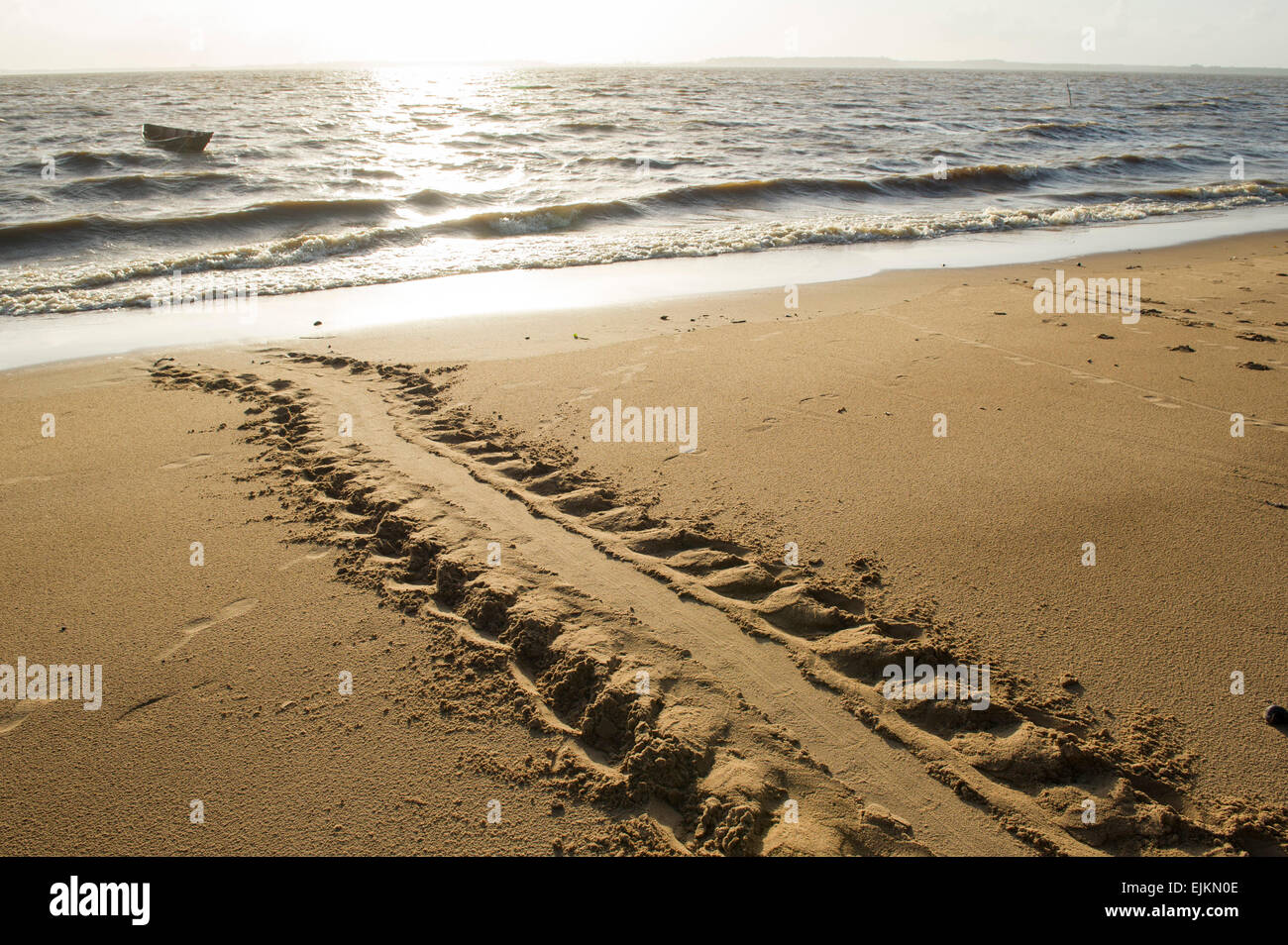Turtle tracks on the beach, Galibi, Suriname Stock Photo - Alamy