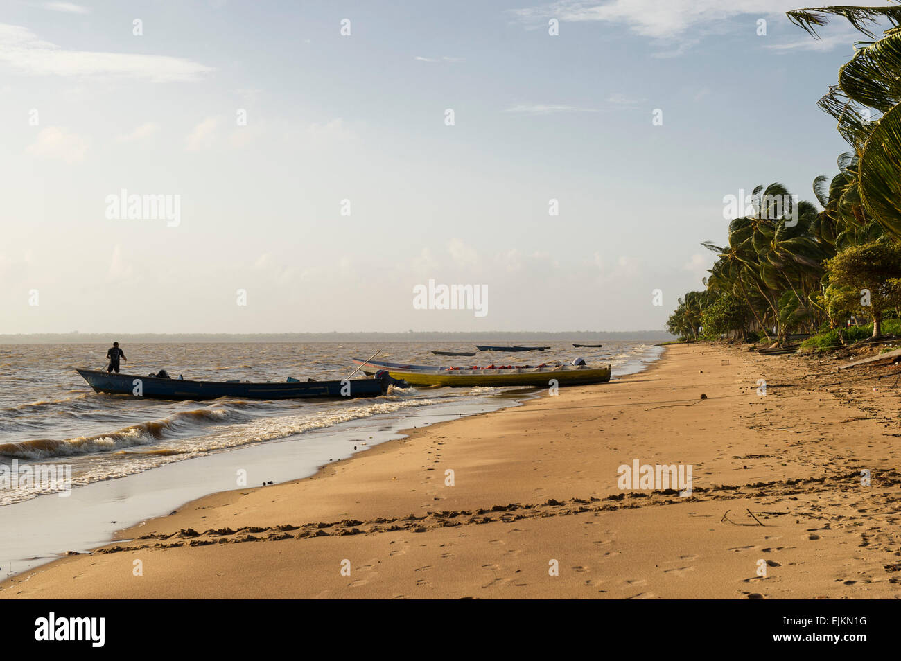 Turtle tracks on the beach, Galibi, Suriname Stock Photo - Alamy