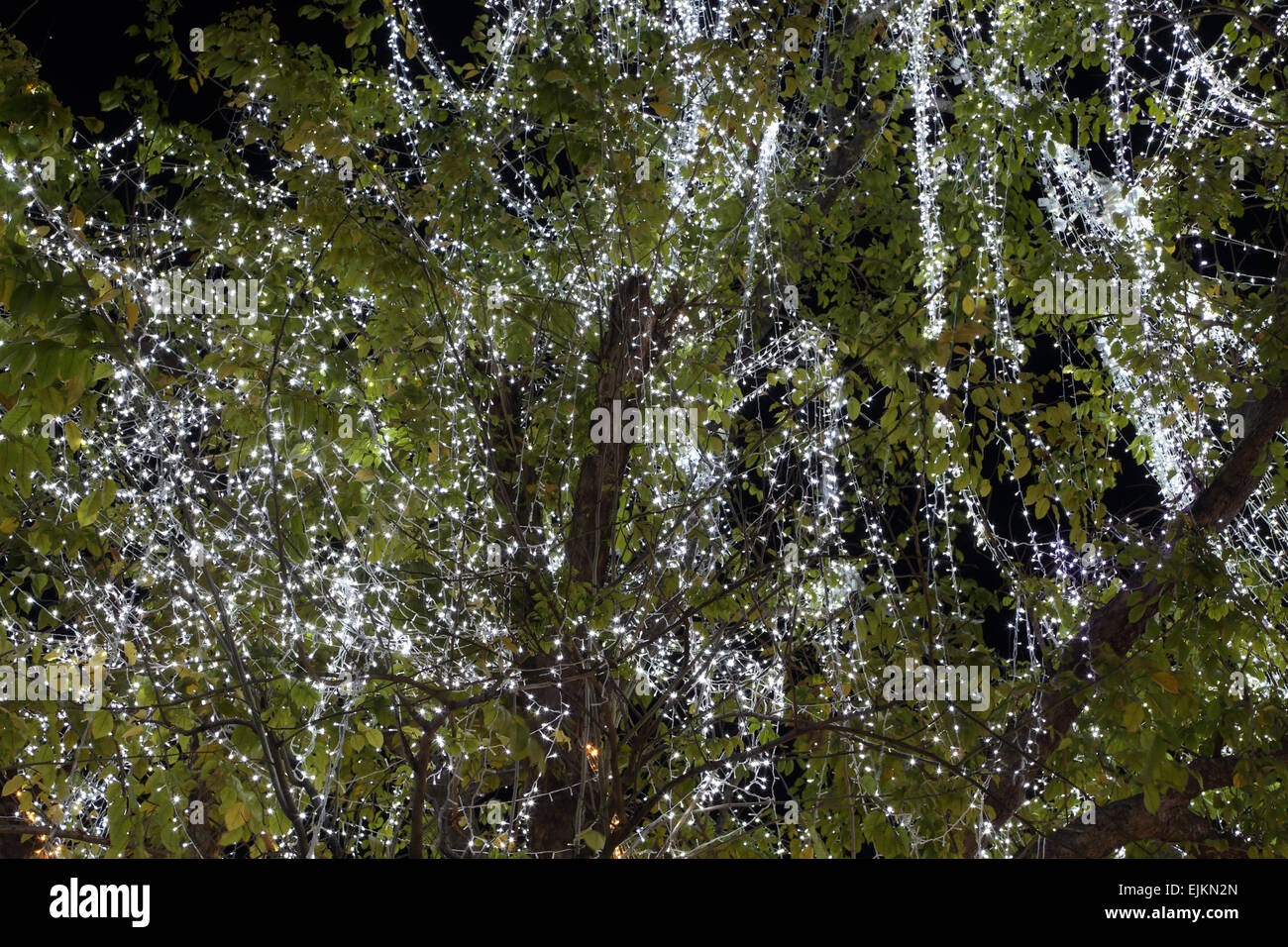 LED lighting decoration on a tree (celebrating event Stock Photo - Alamy