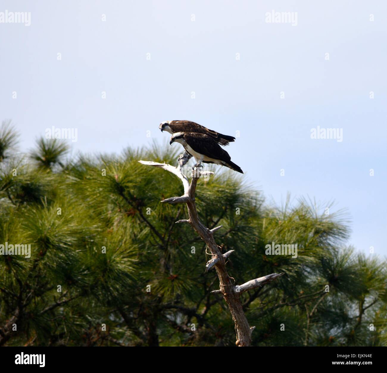 Osprey in tree overlooking water Stock Photo - Alamy