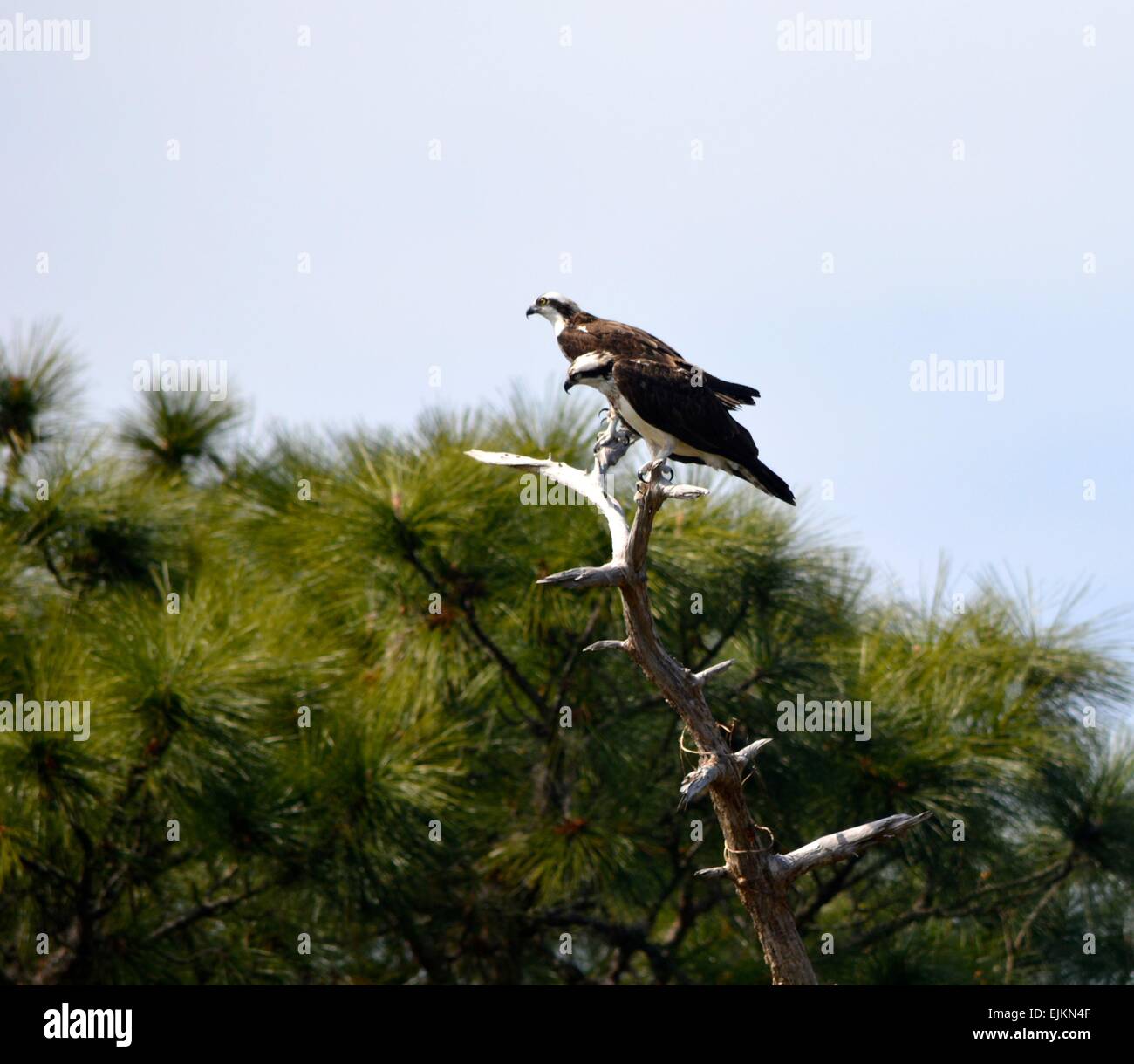 Osprey in tree overlooking water Stock Photo - Alamy