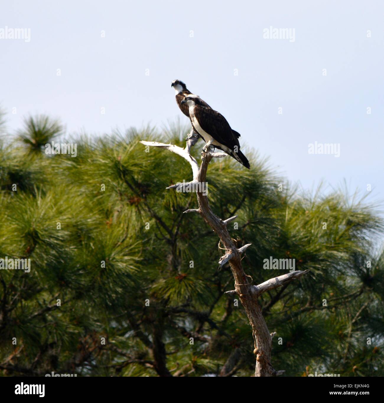 Osprey in water hi-res stock photography and images - Alamy