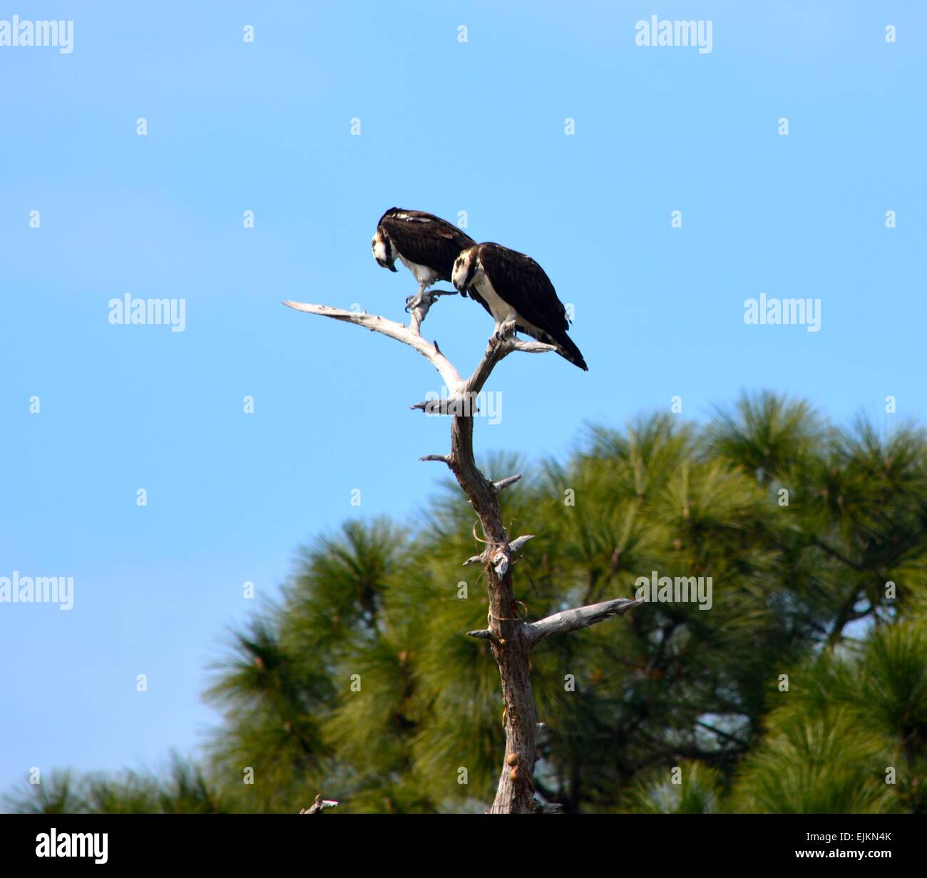 Osprey in tree overlooking water Stock Photo - Alamy