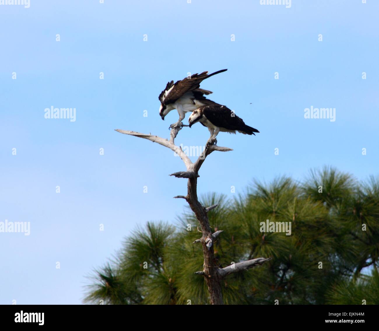 Osprey in tree overlooking water Stock Photo - Alamy