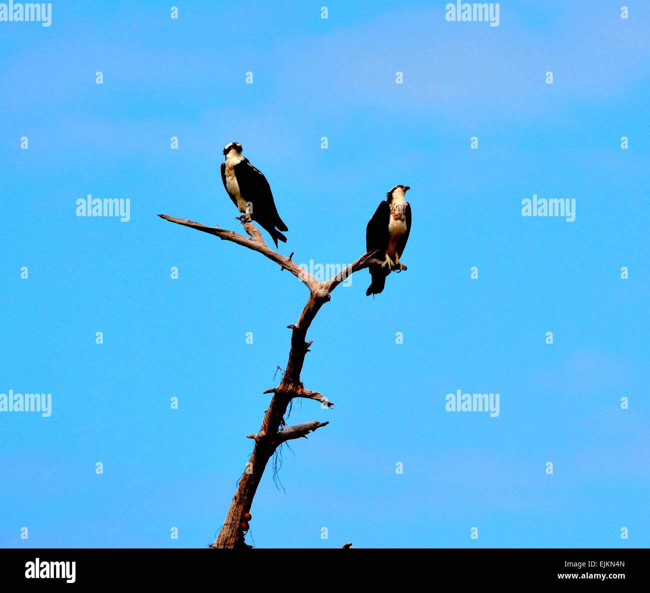 Osprey in tree overlooking water Stock Photo - Alamy