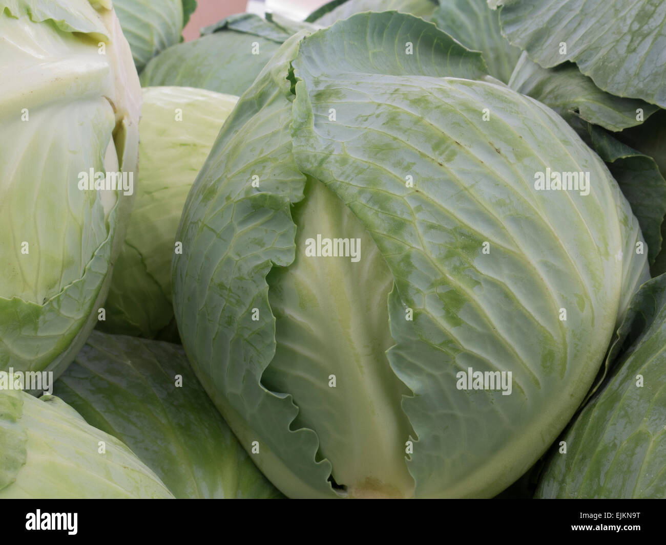 Pile of cabbage in a supermarket display case Stock Photo - Alamy