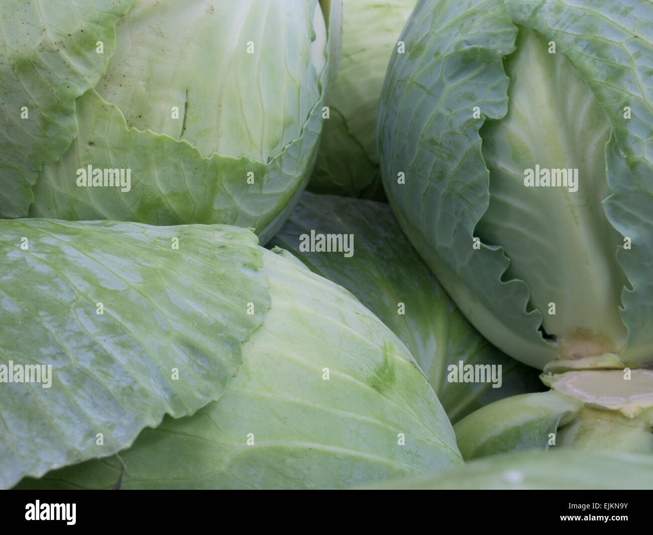 Pile of cabbage in a supermarket display case Stock Photo - Alamy