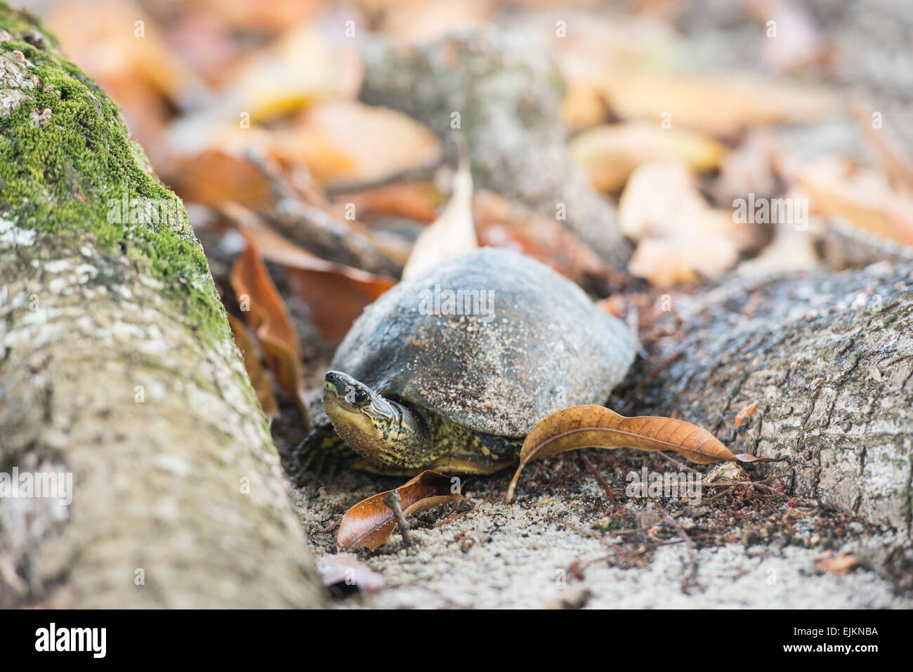 Yellow-footed tortoise, Chelonoidis denticulata, Galibi, Suriname Stock ...