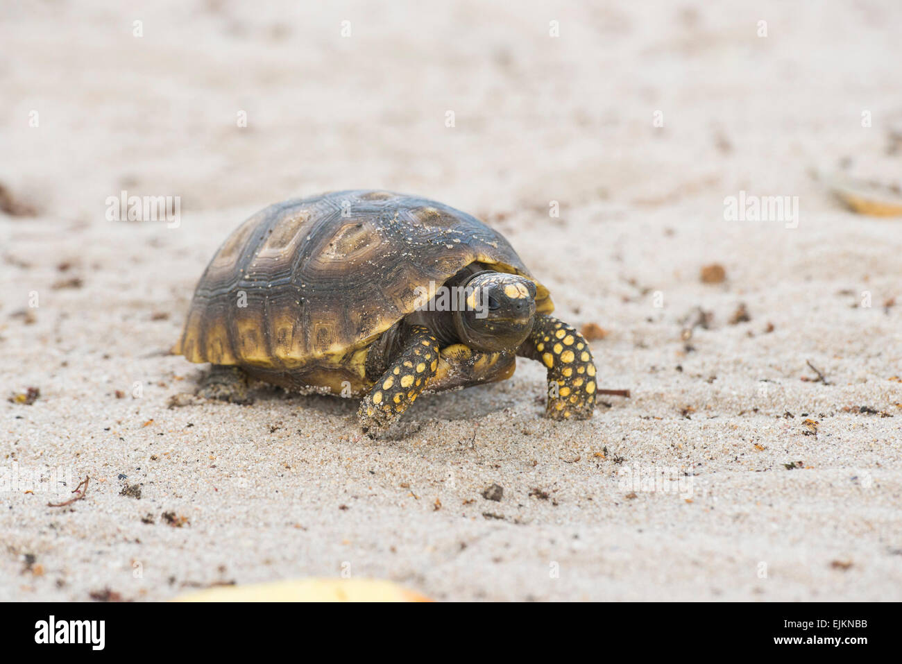 Yellow-footed tortoise, Chelonoidis denticulata, Galibi, Suriname Stock ...