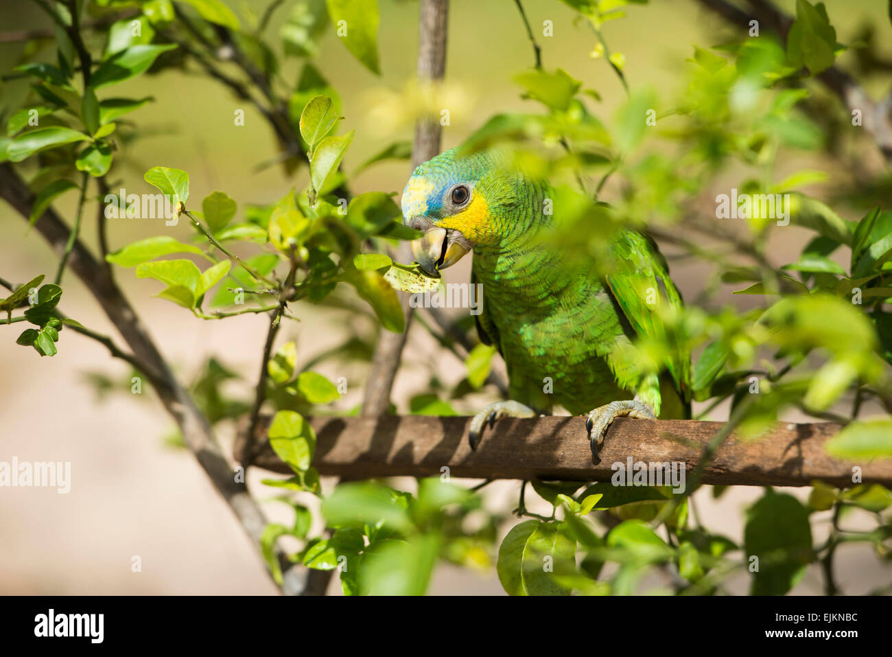Orange-winged Amazon parrot, Amazona amazonica, Galibi, Suriname Stock ...