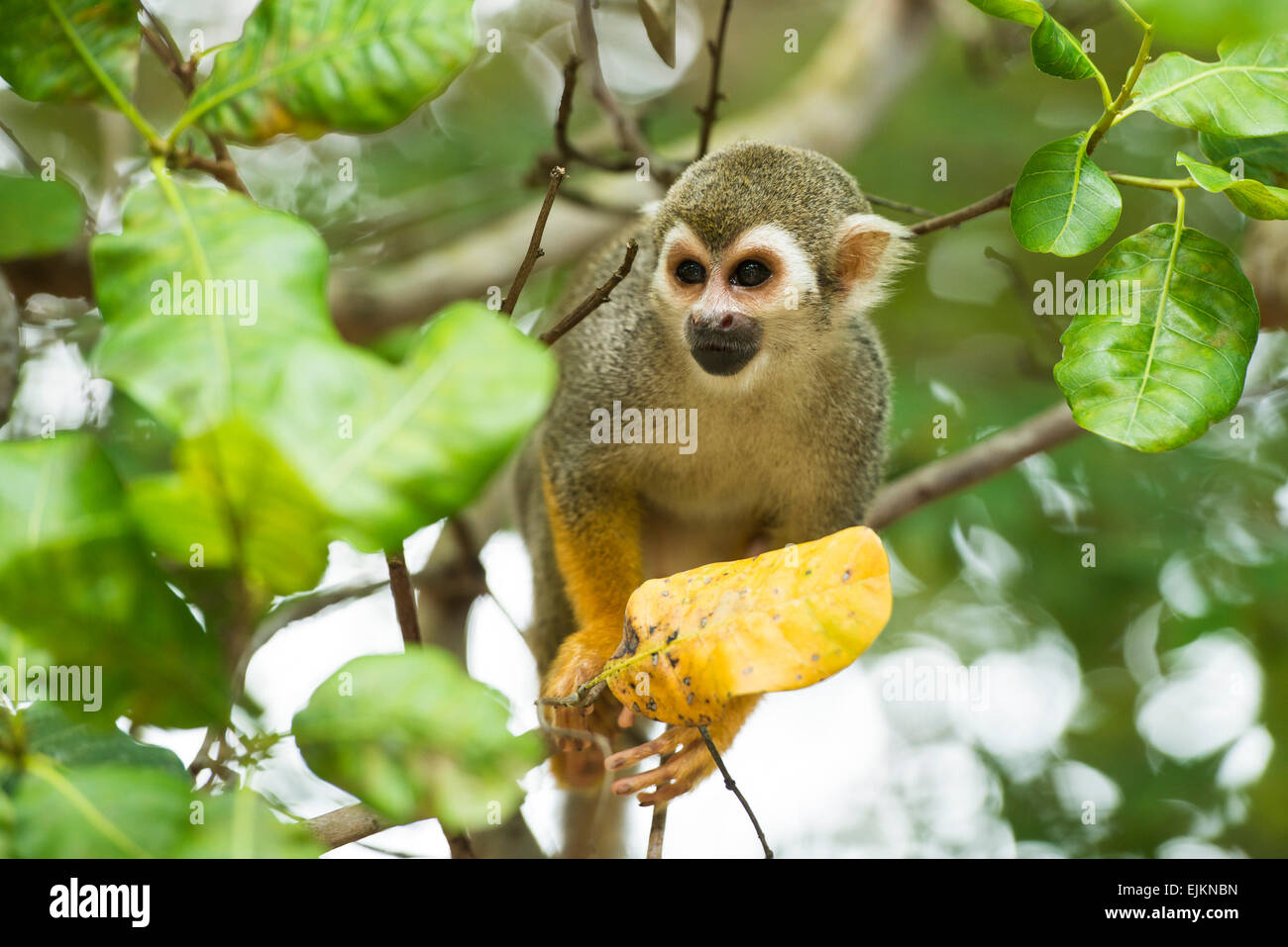 South america monkey hi-res stock photography and images - Alamy