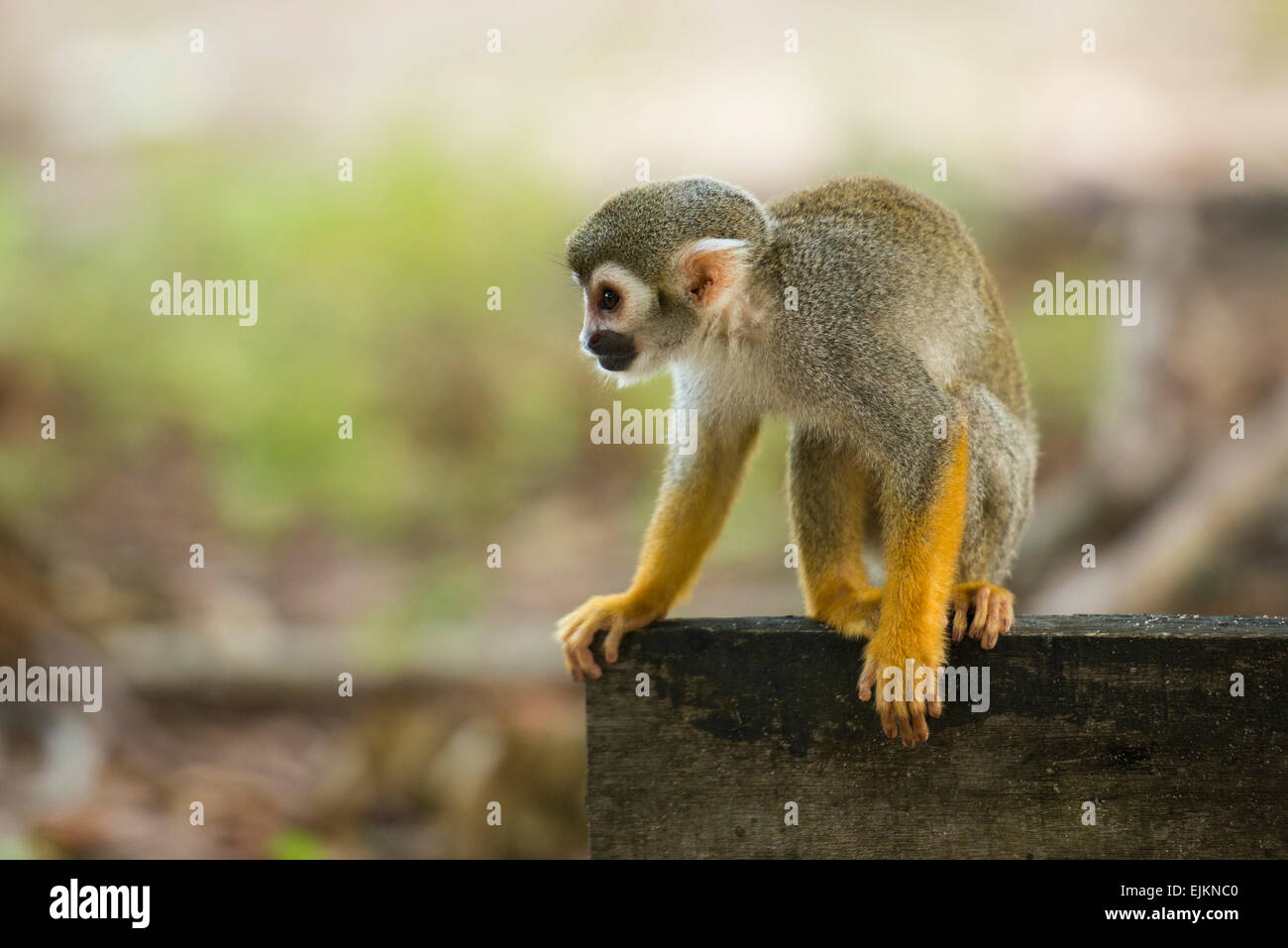 Squirrel Monkey Stock Photos & Squirrel Monkey Stock Images - Alamy