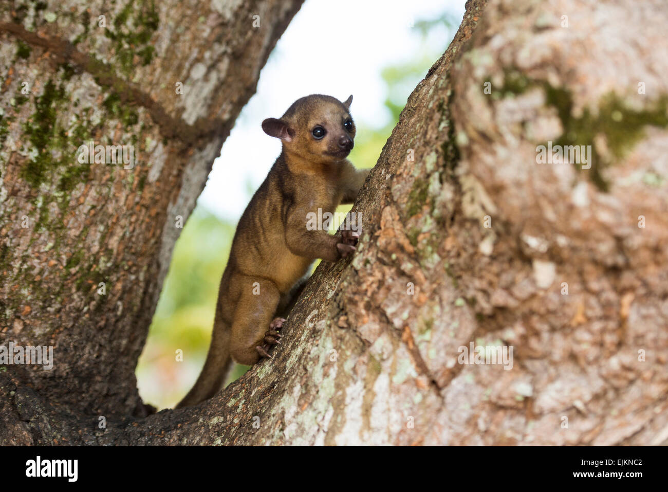 Immature kinkajou (Potos flavus), Galibi, Suriname Stock Photo - Alamy