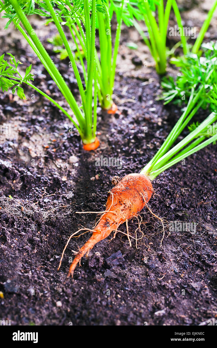 closeup of a ripe carrot on a bed Stock Photo - Alamy