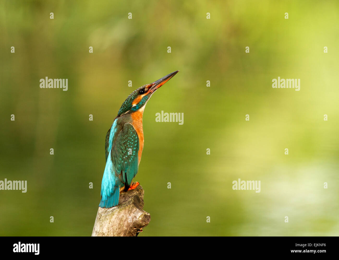 Kingfisher sitting in the branch and watching on the sky.Poland.Bug ...