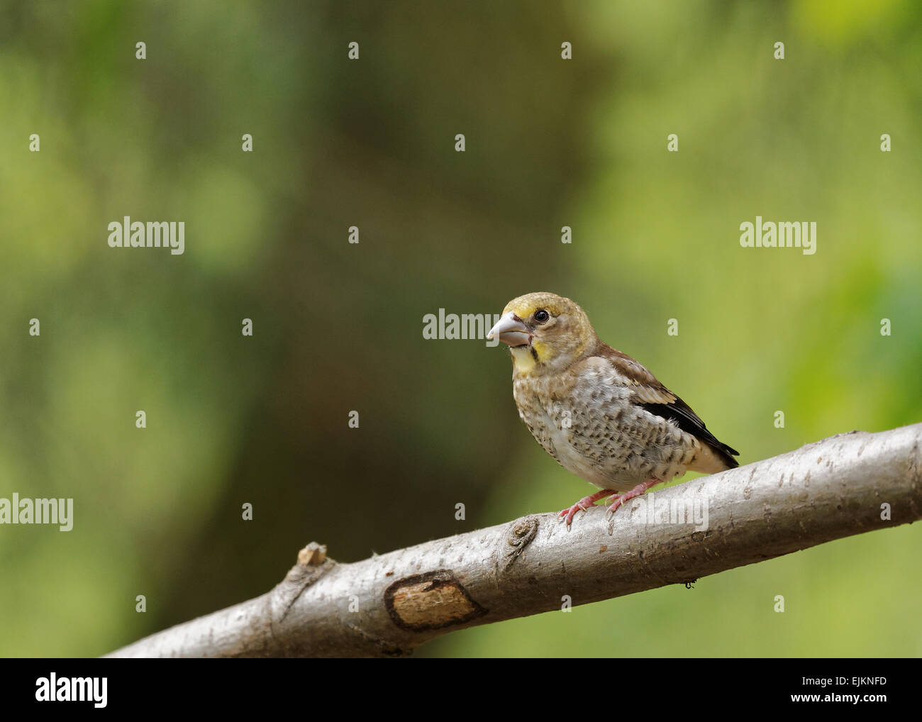 Male and female hawfinch hi-res stock photography and images - Alamy