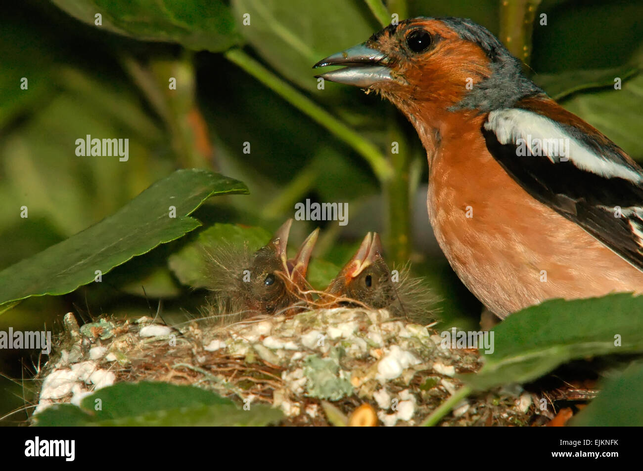 National bird of poland hi-res stock photography and images - Alamy
