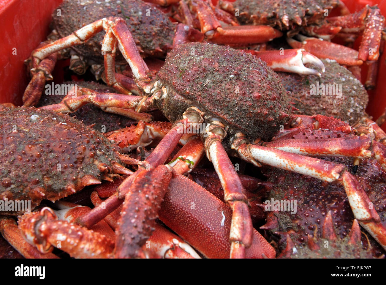 Newlyn Harbour,Cornwall,UK,showing part of the Cornish fishing fleet ...