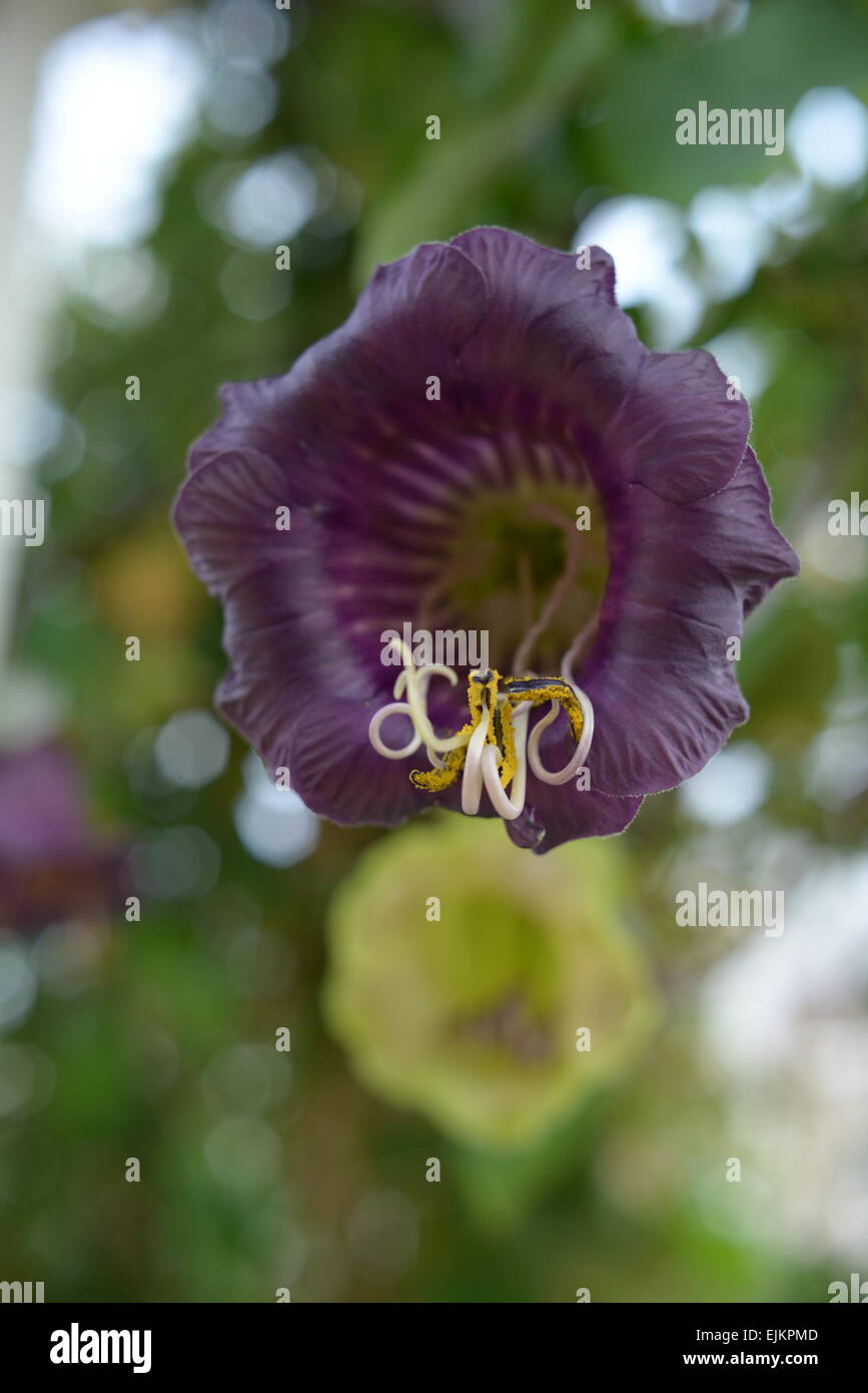 Cobaea Scandens (Monastery Bells) in the Wentworth Castle Gardens ...
