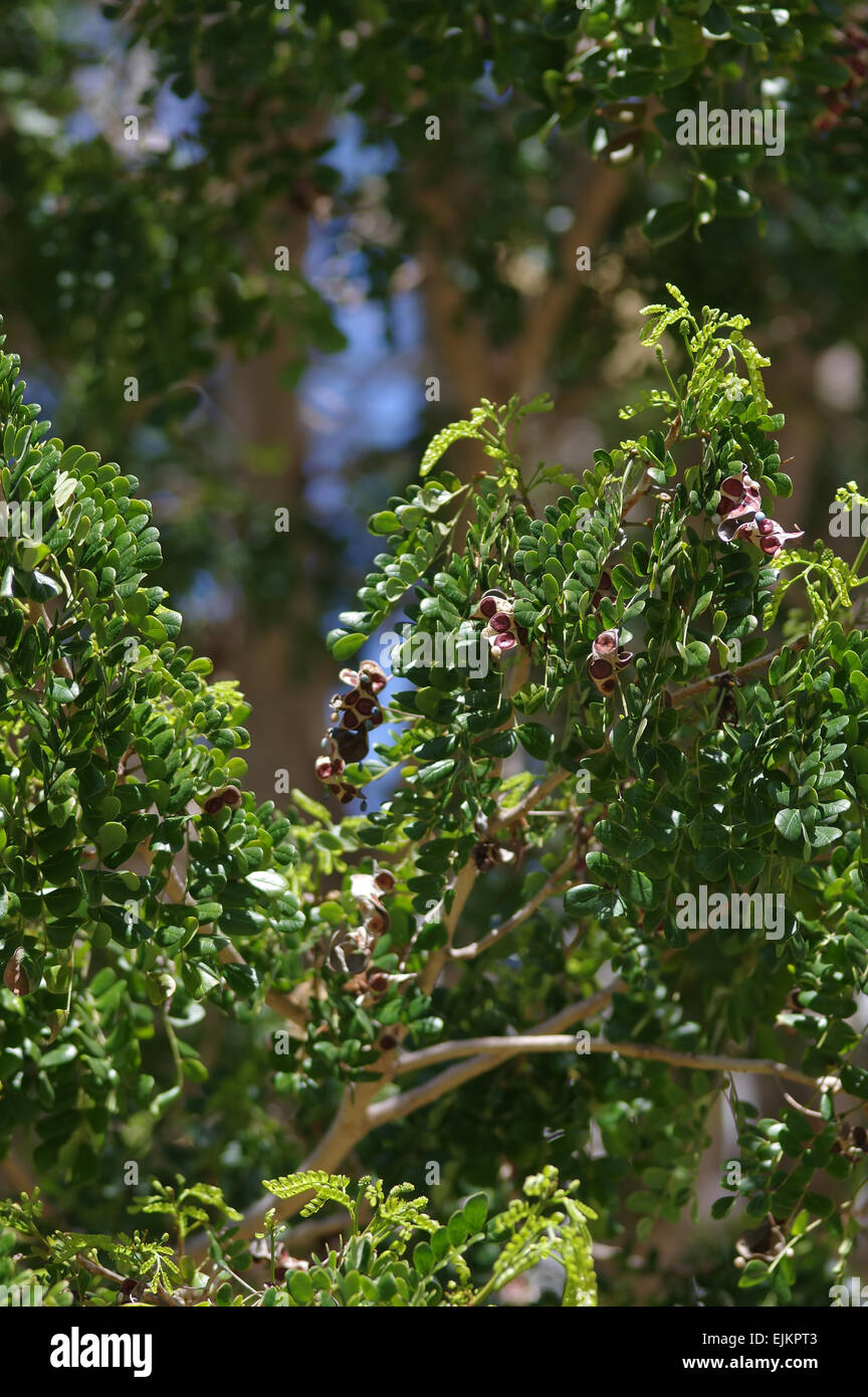 Bloodwood tree, campeachy wood, logwood - Haematoxylum campechianum L ...