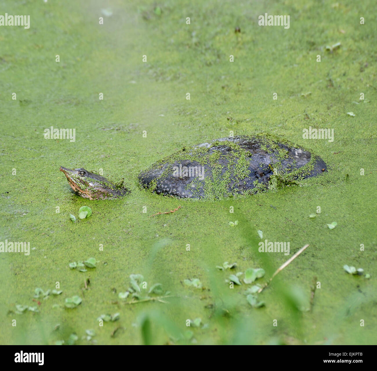 Swamp turtle hi-res stock photography and images - Alamy