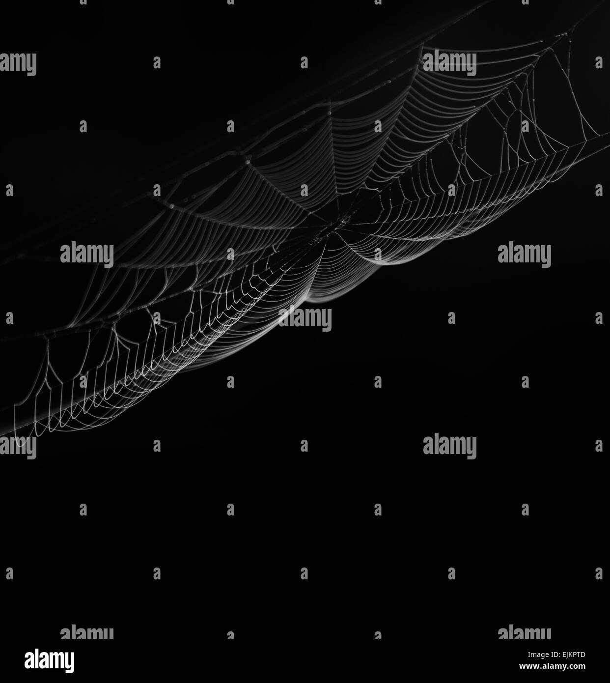 Spider web design Black and White Stock Photos & Images - Alamy