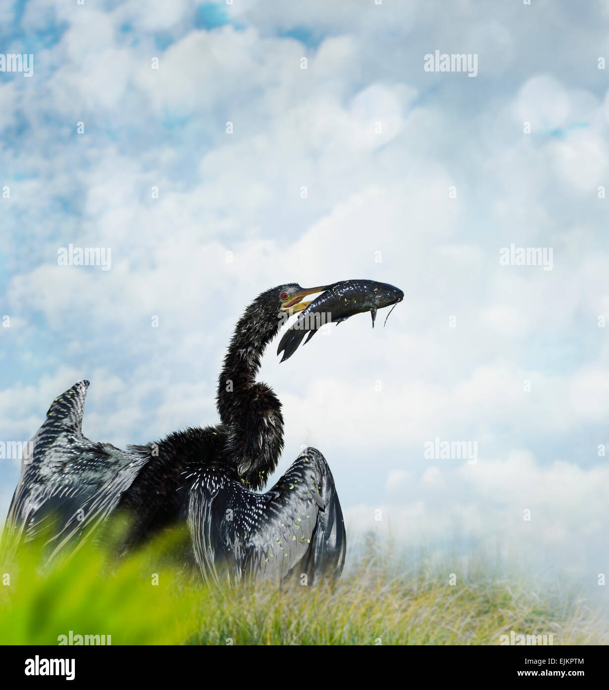 Anhinga Fishing In Florida Wetlands Stock Photo - Alamy