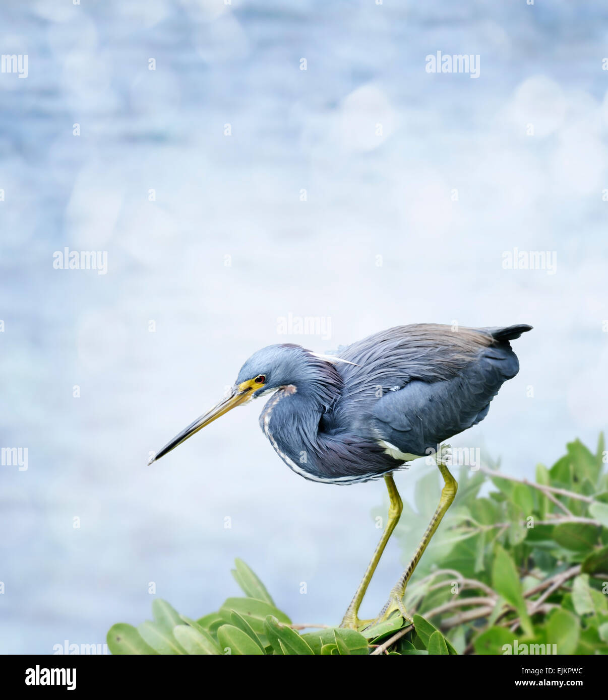 Perch tree hi-res stock photography and images - Alamy