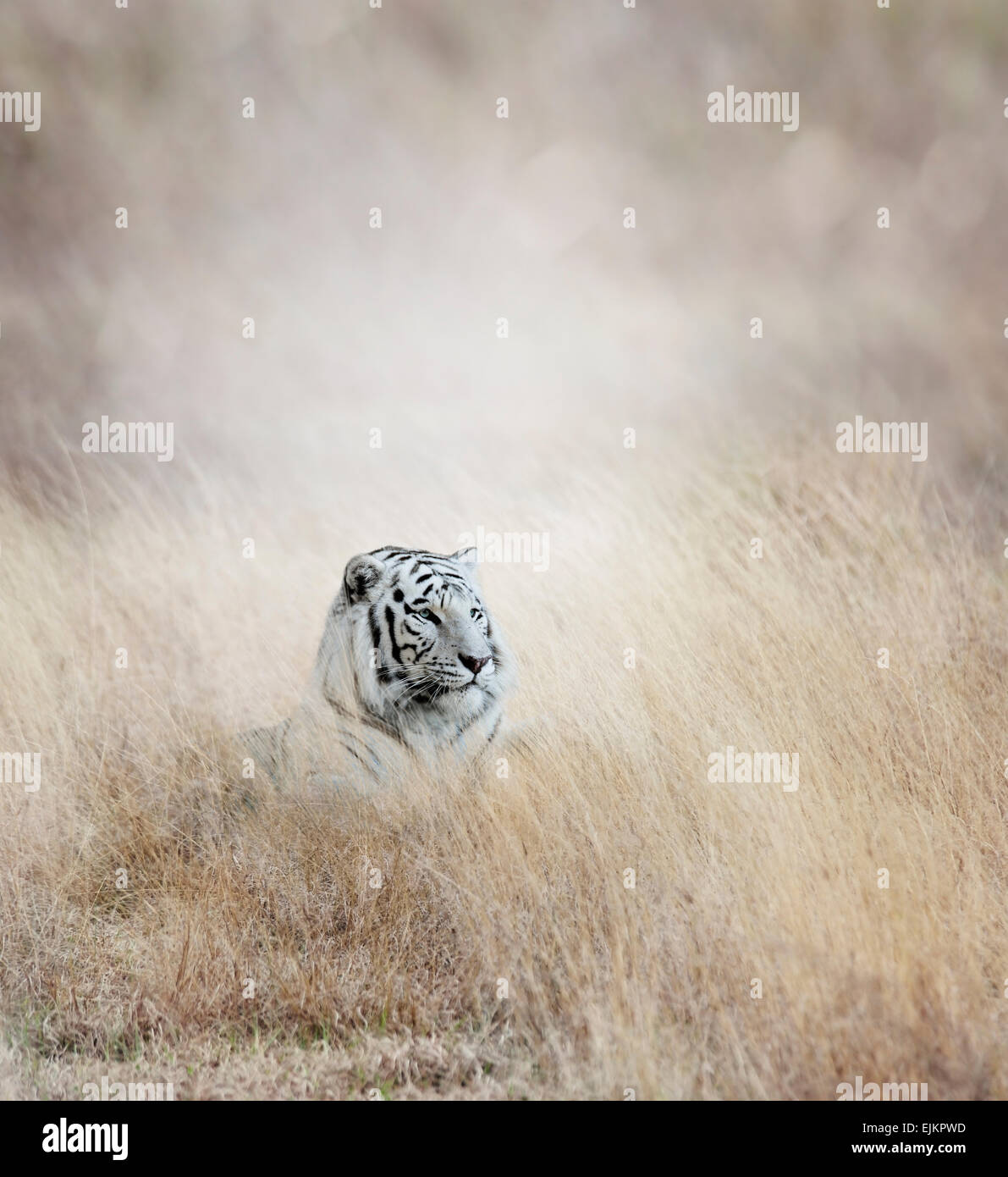 White tiger hi-res stock photography and images - Alamy