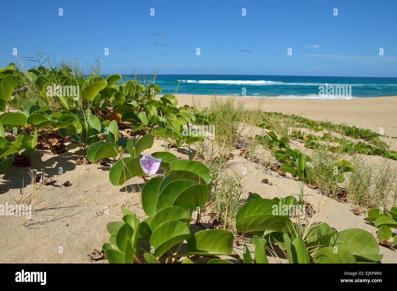 Polihale beach park hi-res stock photography and images - Alamy