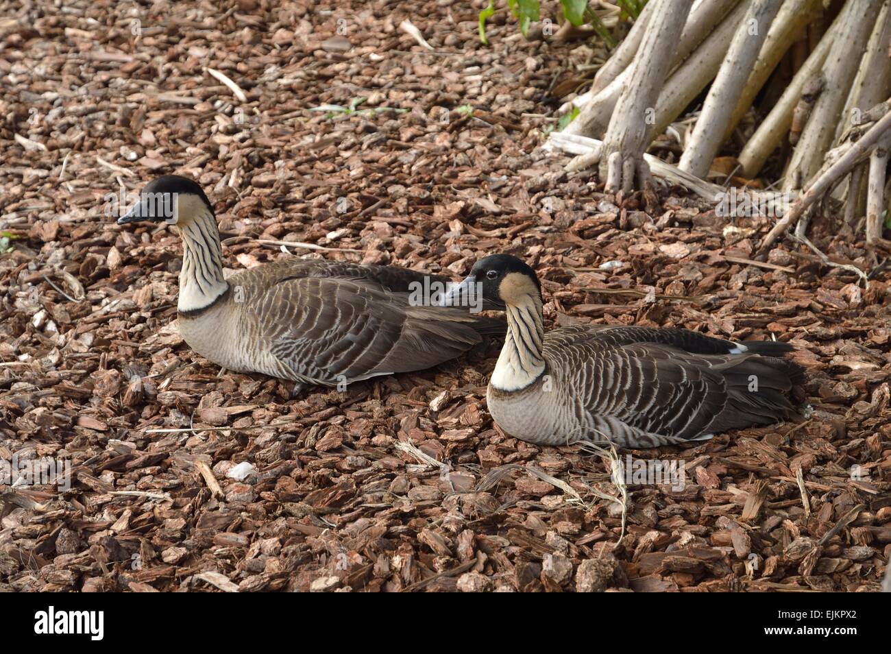 Nene, Hawaiian goose, nesting near Kilauea point, Kauai, Hawaii Stock ...