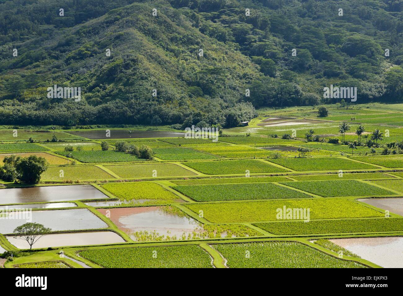 Taro fields in the lower Hanalei valley and the Hanalei National ...