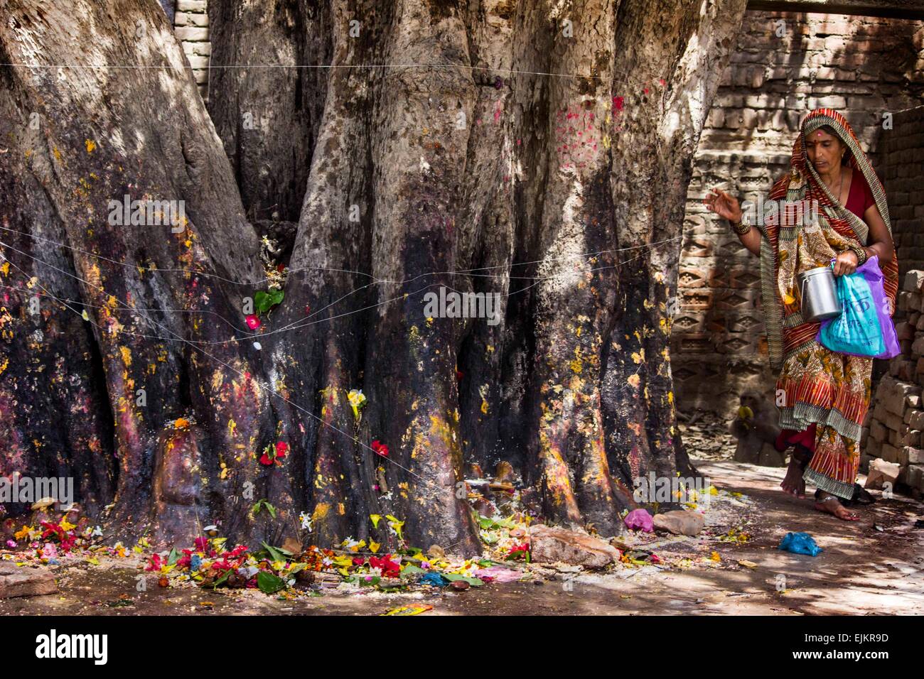 A woman worships rotating Ashvattha tree on Last day of Hindu festival ...