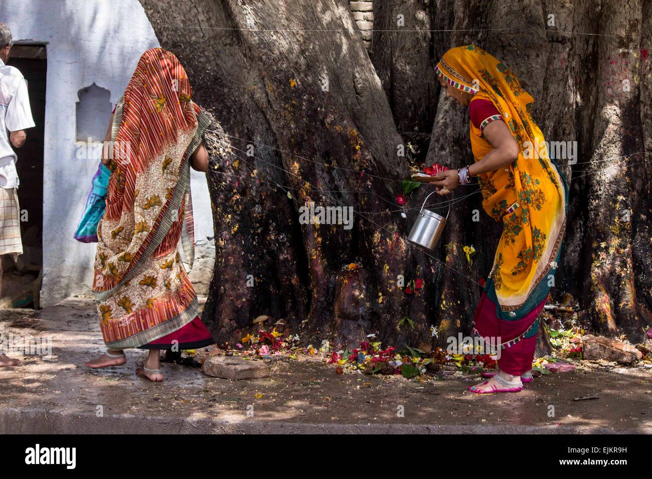 Ashvattha Tree High Resolution Stock Photography and Images - Alamy