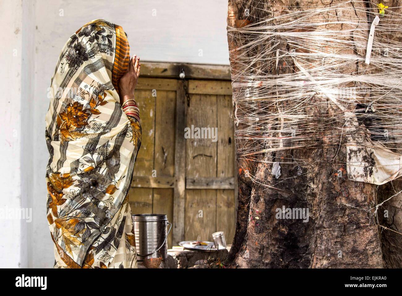 Ashvattha tree hi-res stock photography and images - Alamy