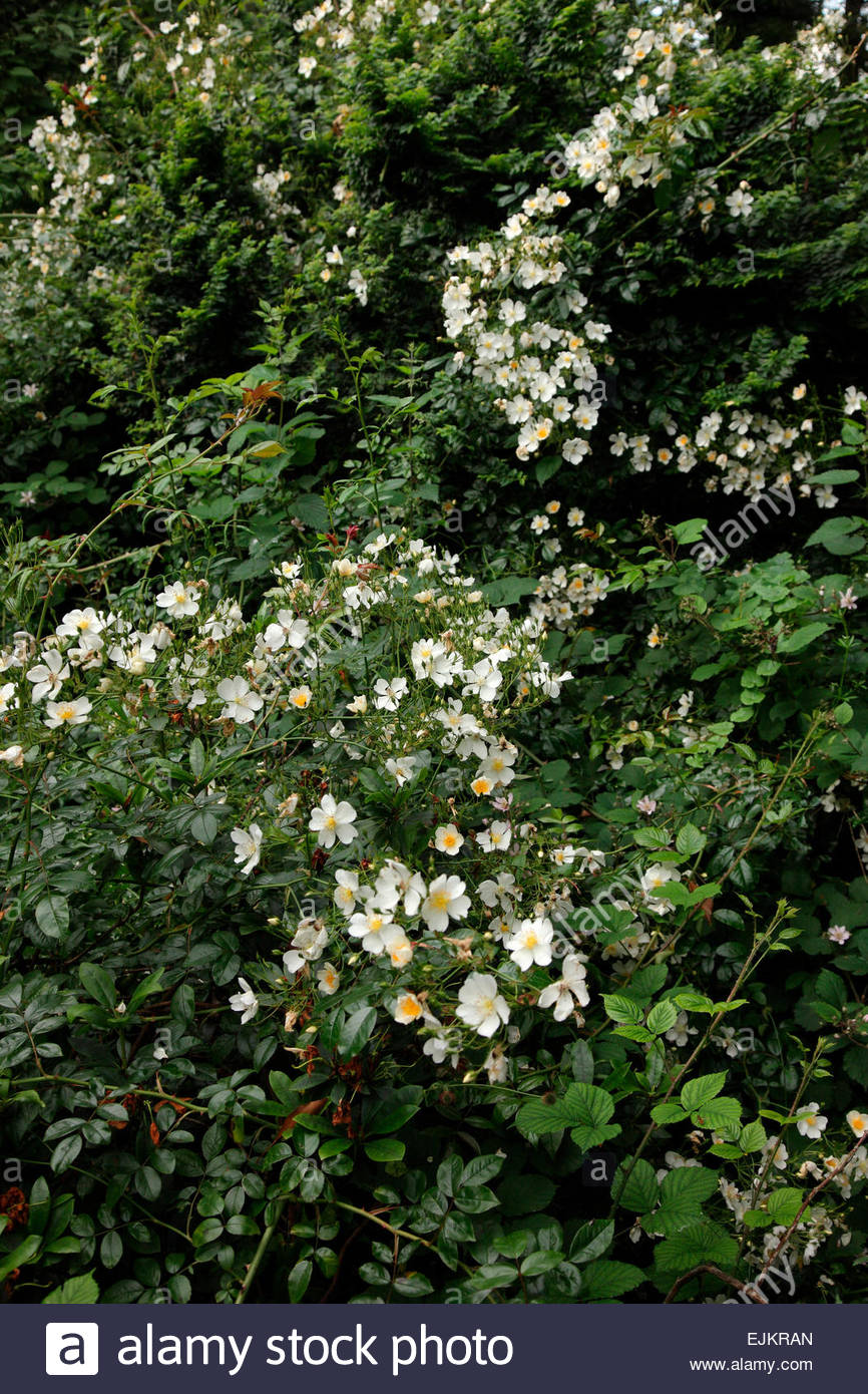 Kiftsgate Rose Stock Photos & Kiftsgate Rose Stock Images - Alamy