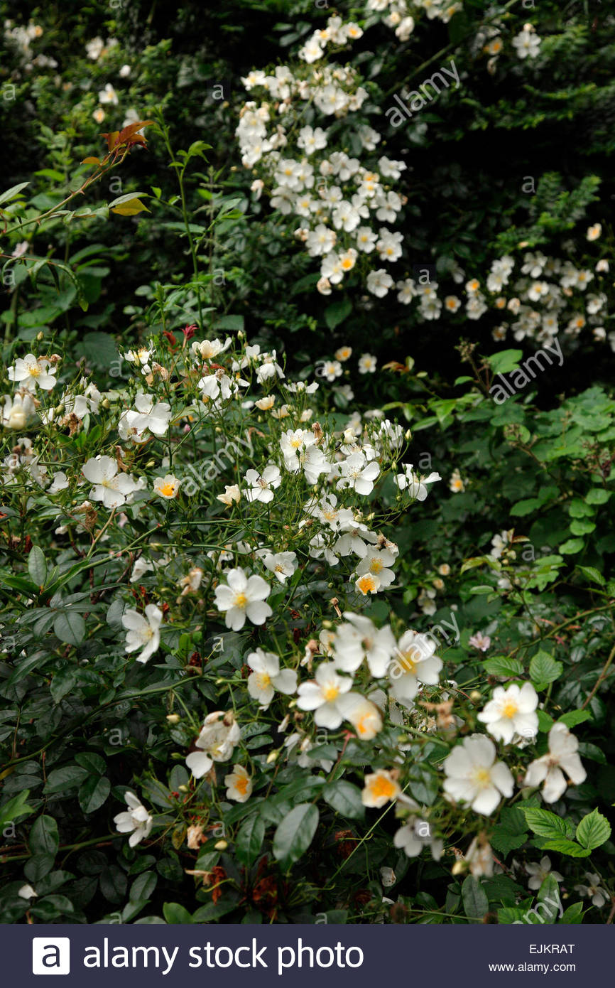 Kiftsgate Rose Stock Photos & Kiftsgate Rose Stock Images - Alamy